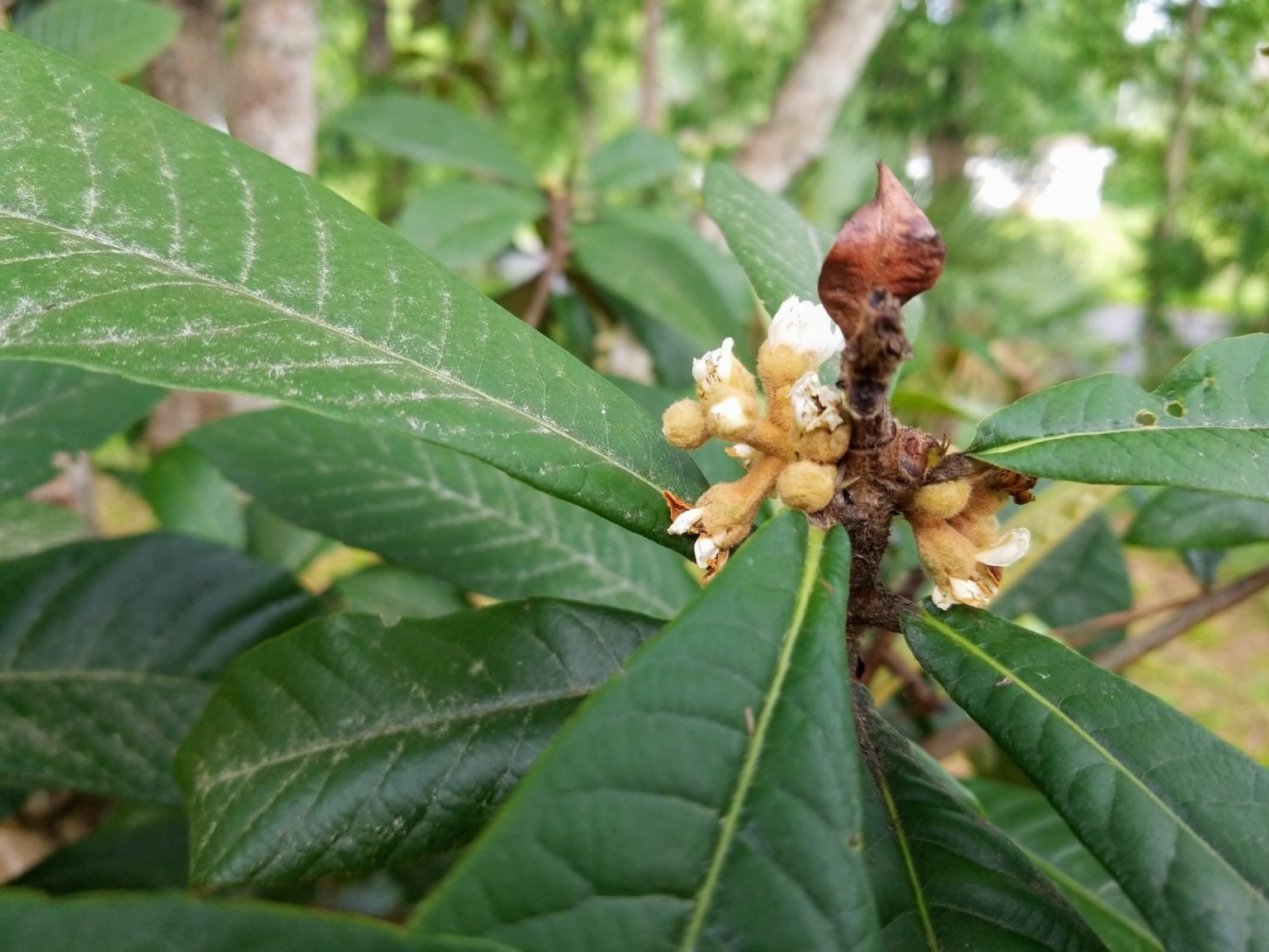 Loquat Herb Plant Profiles - Weeds and Deeds
