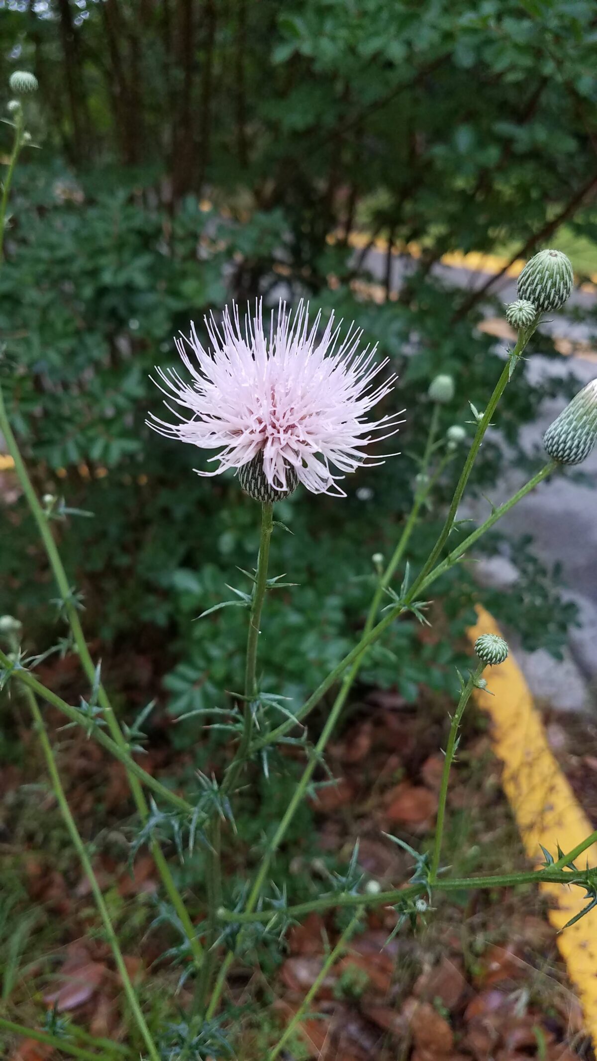 Japanese Thistle Herb Plant Profiles - Weeds and Deeds