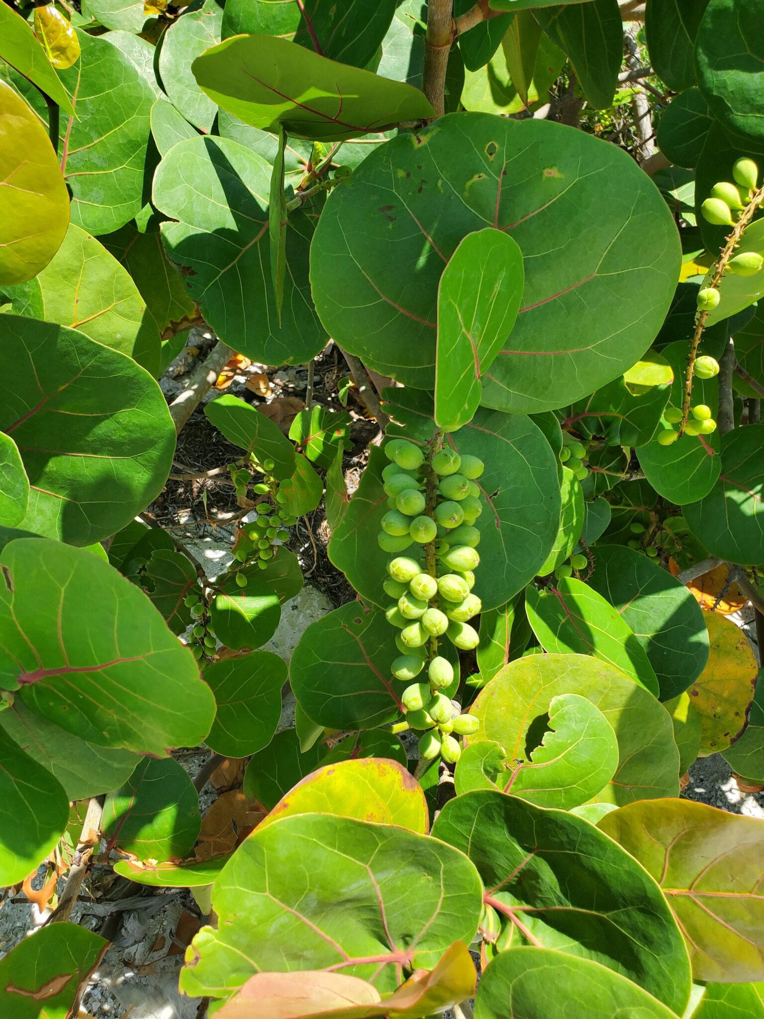 Sea Grape Herb Plant Profiles - Weeds and Deeds