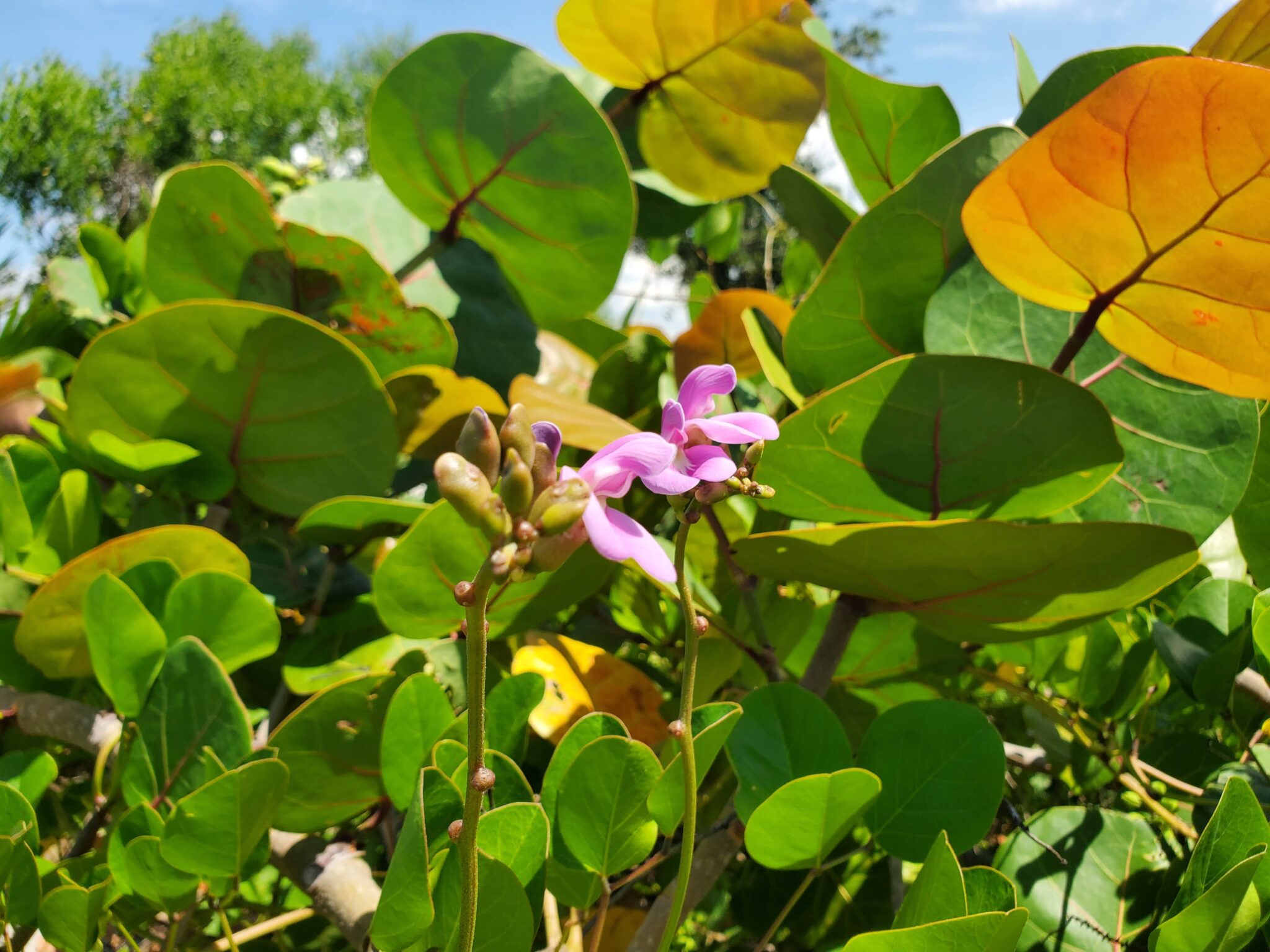 Sea Grape Herb Plant Profiles - Weeds and Deeds