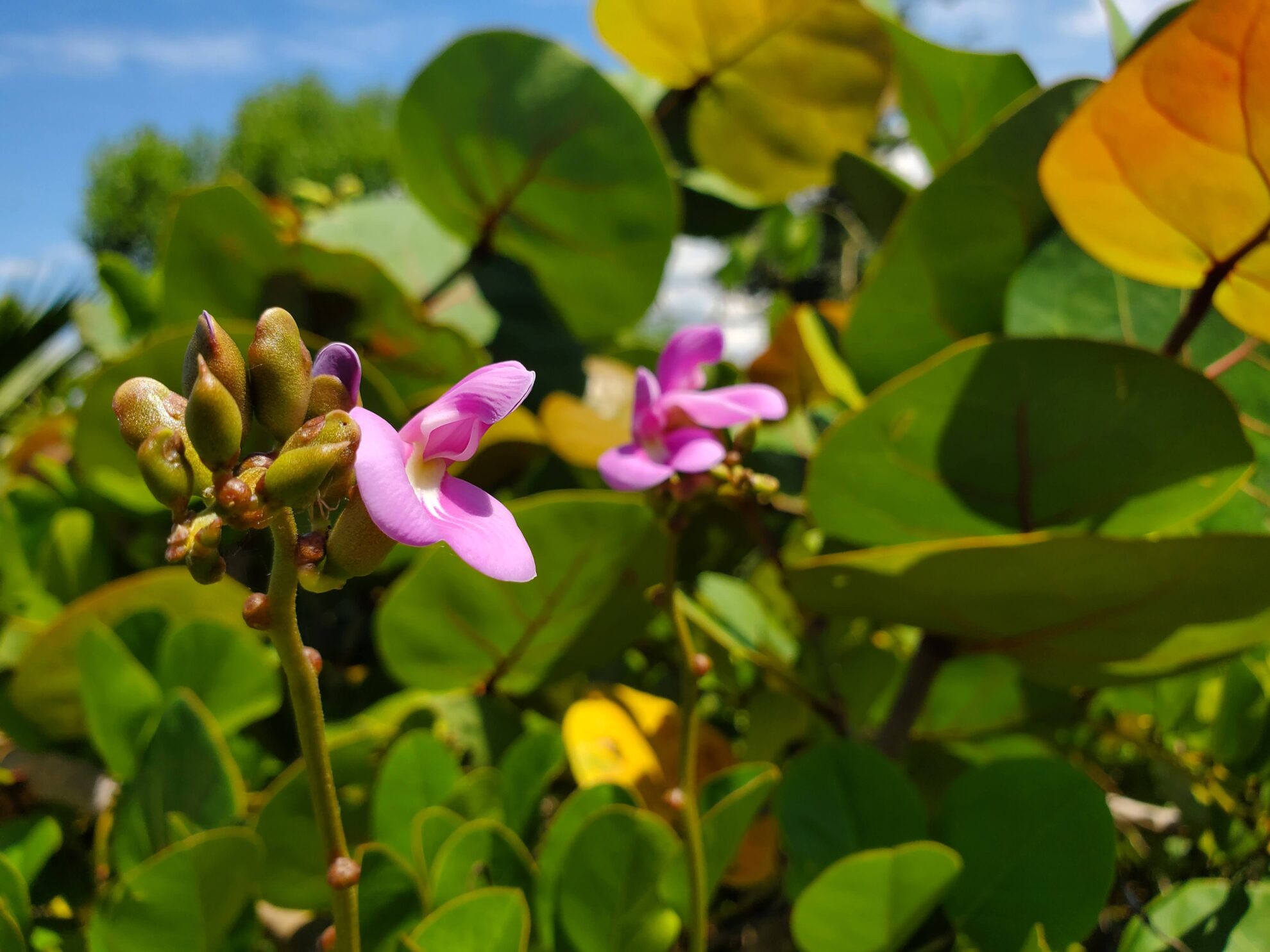 Sea Grape Herb Plant Profiles - Weeds and Deeds
