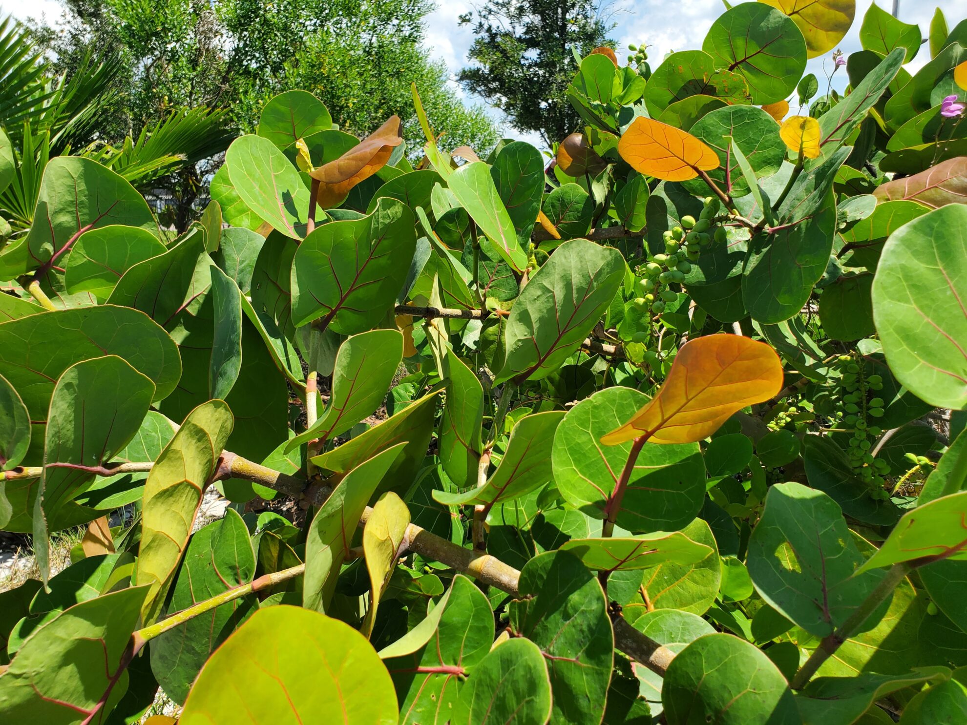 Sea Grape Herb Plant Profiles - Weeds and Deeds