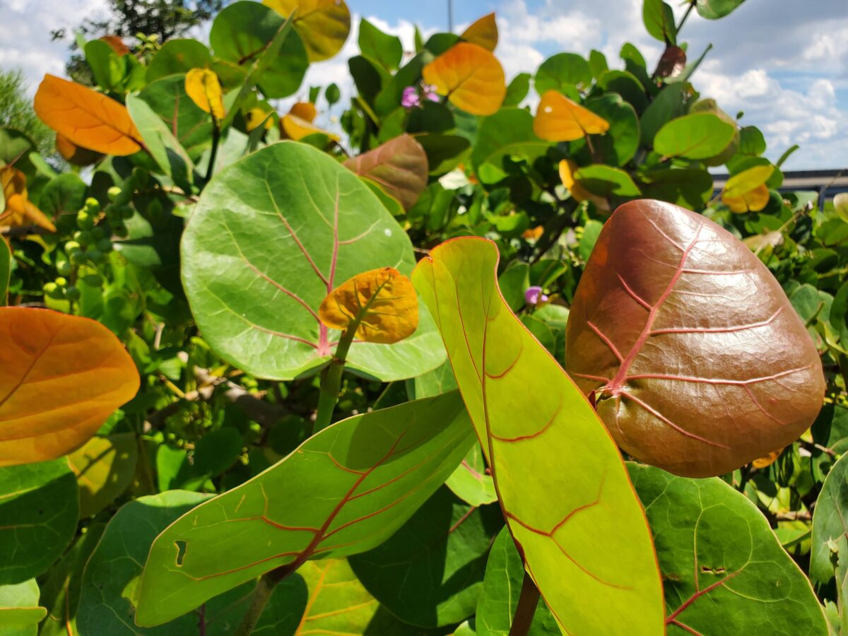 Sea Grape Herb Plant Profiles - Weeds and Deeds