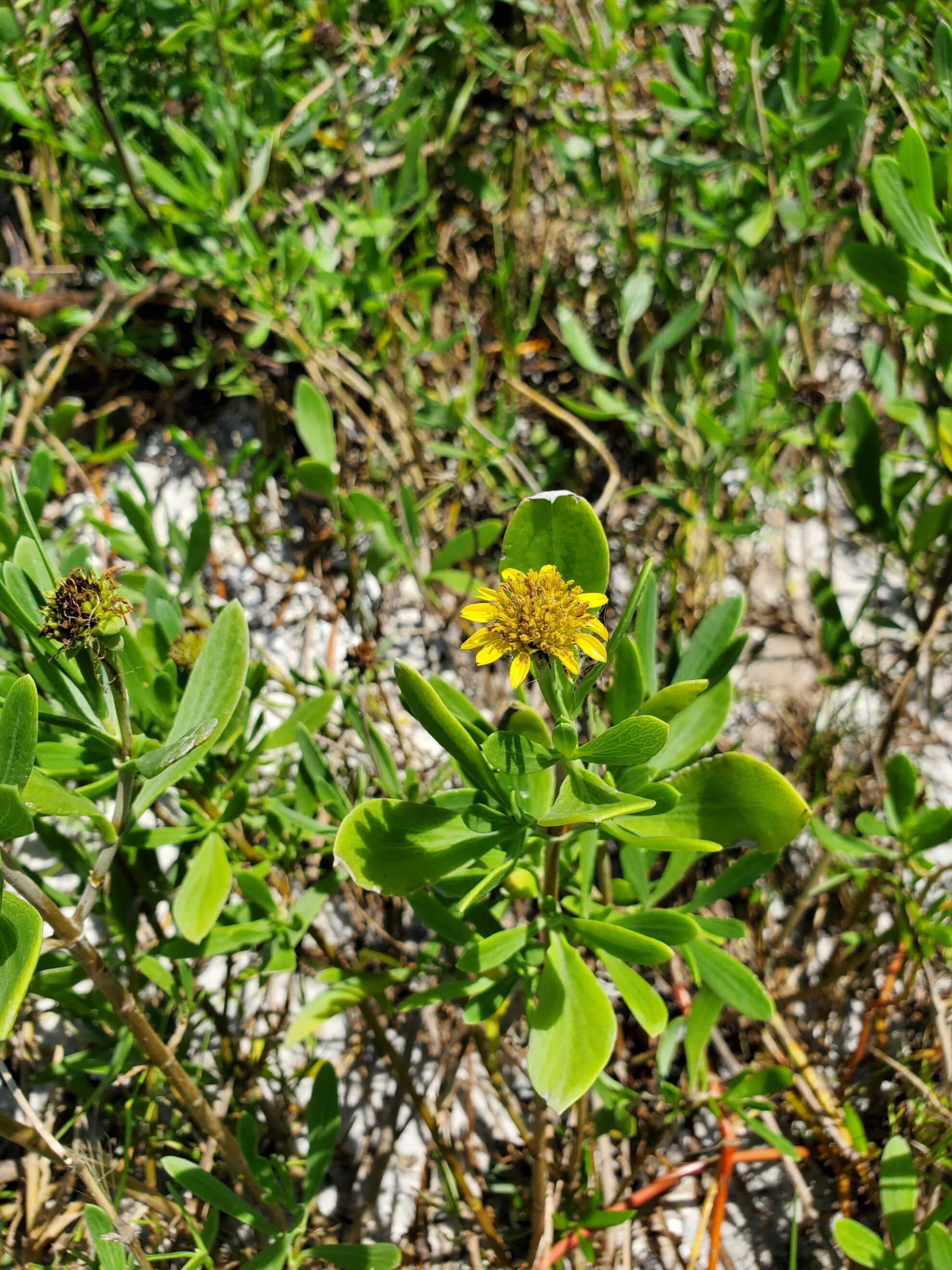 Sea Oxeye Herb Plant Profiles - Weeds and Deeds