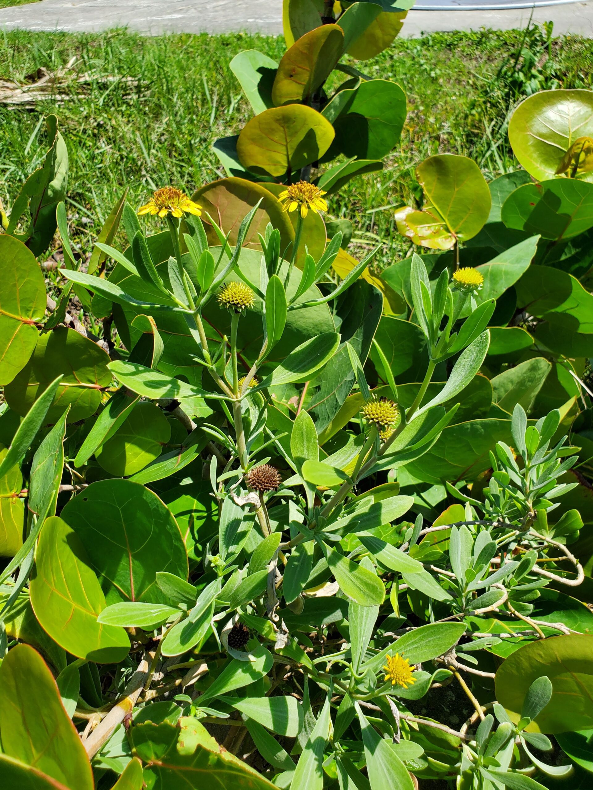 Sea Oxeye Herb Plant Profiles - Weeds and Deeds