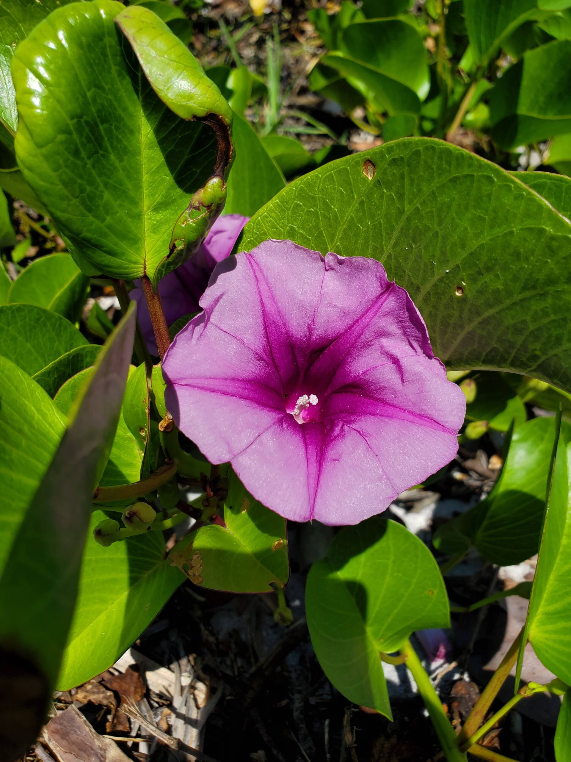 Goat’s Foot Herb Plant Profiles - Weeds and Deeds