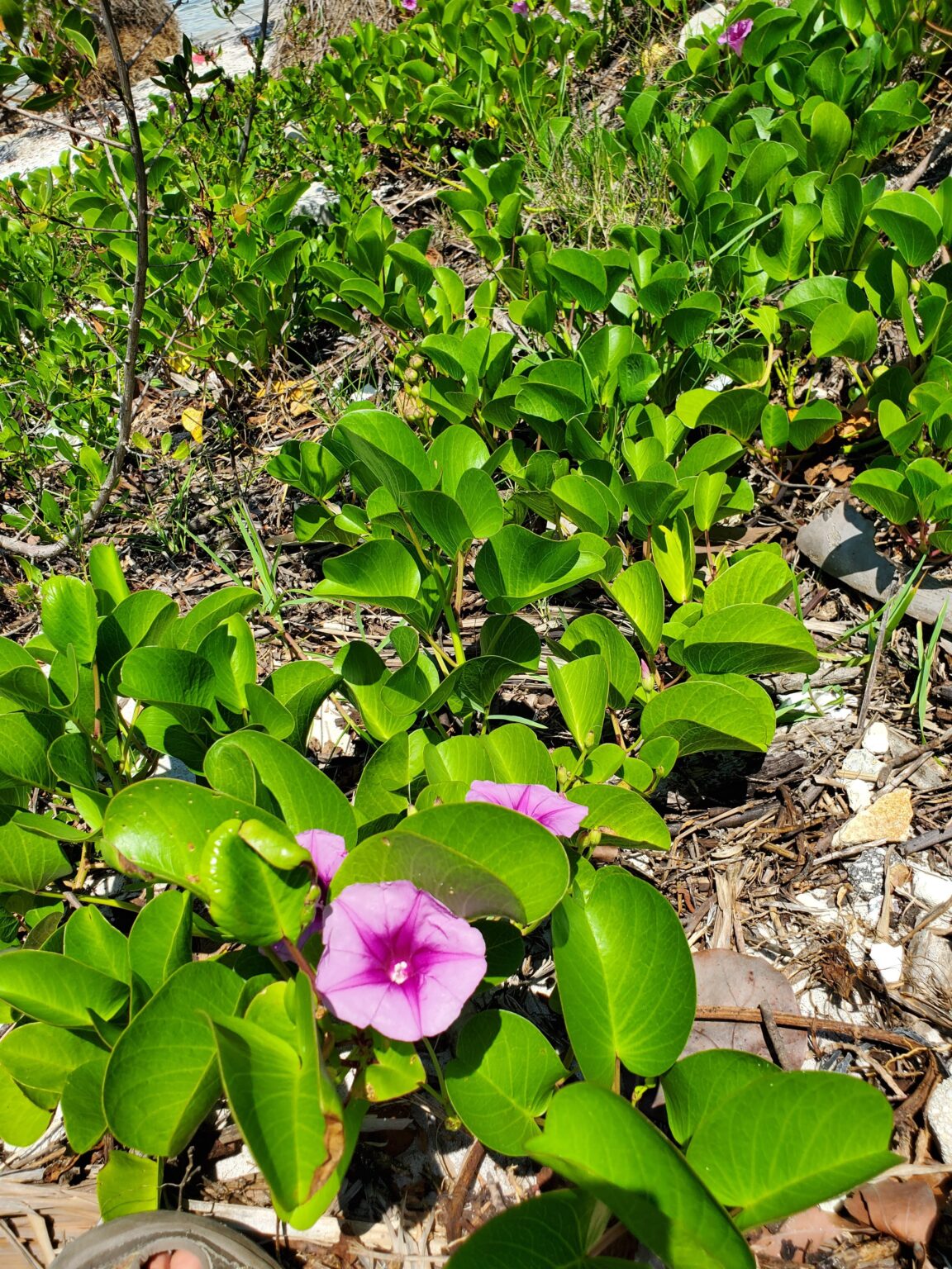 Goat’s Foot Herb Plant Profiles - Weeds and Deeds
