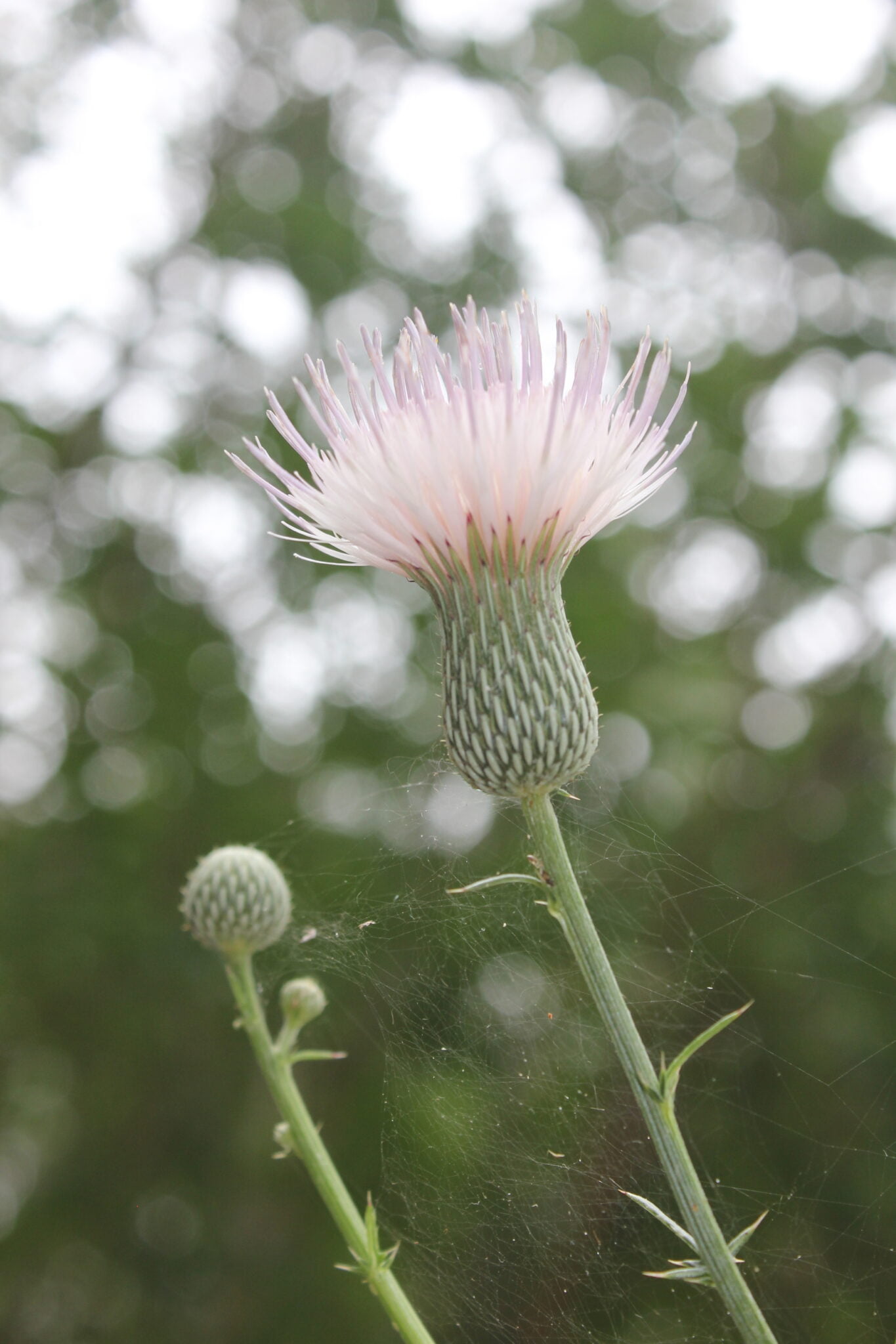 Japanese Thistle Herb Plant Profiles - Weeds and Deeds