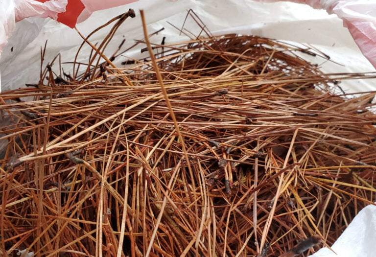 Gathering and Using Pine Needles Herbal Guides - Weeds and Deeds