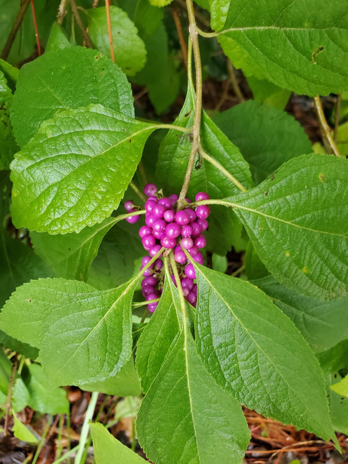 American Beautyberry Herb Plant Profiles - Weeds and Deeds