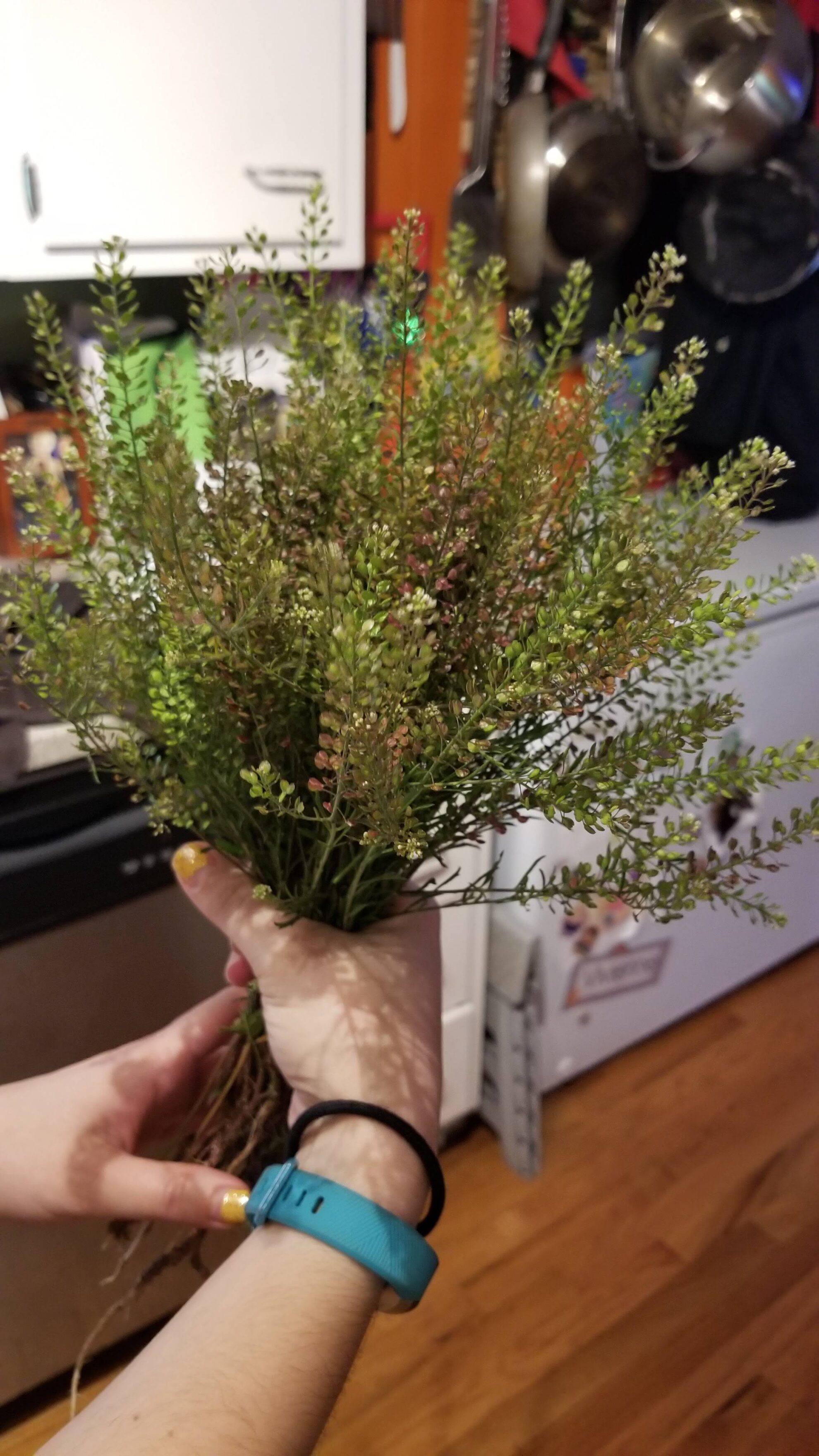 Pepperweed Herb Plant Profiles - Weeds and Deeds