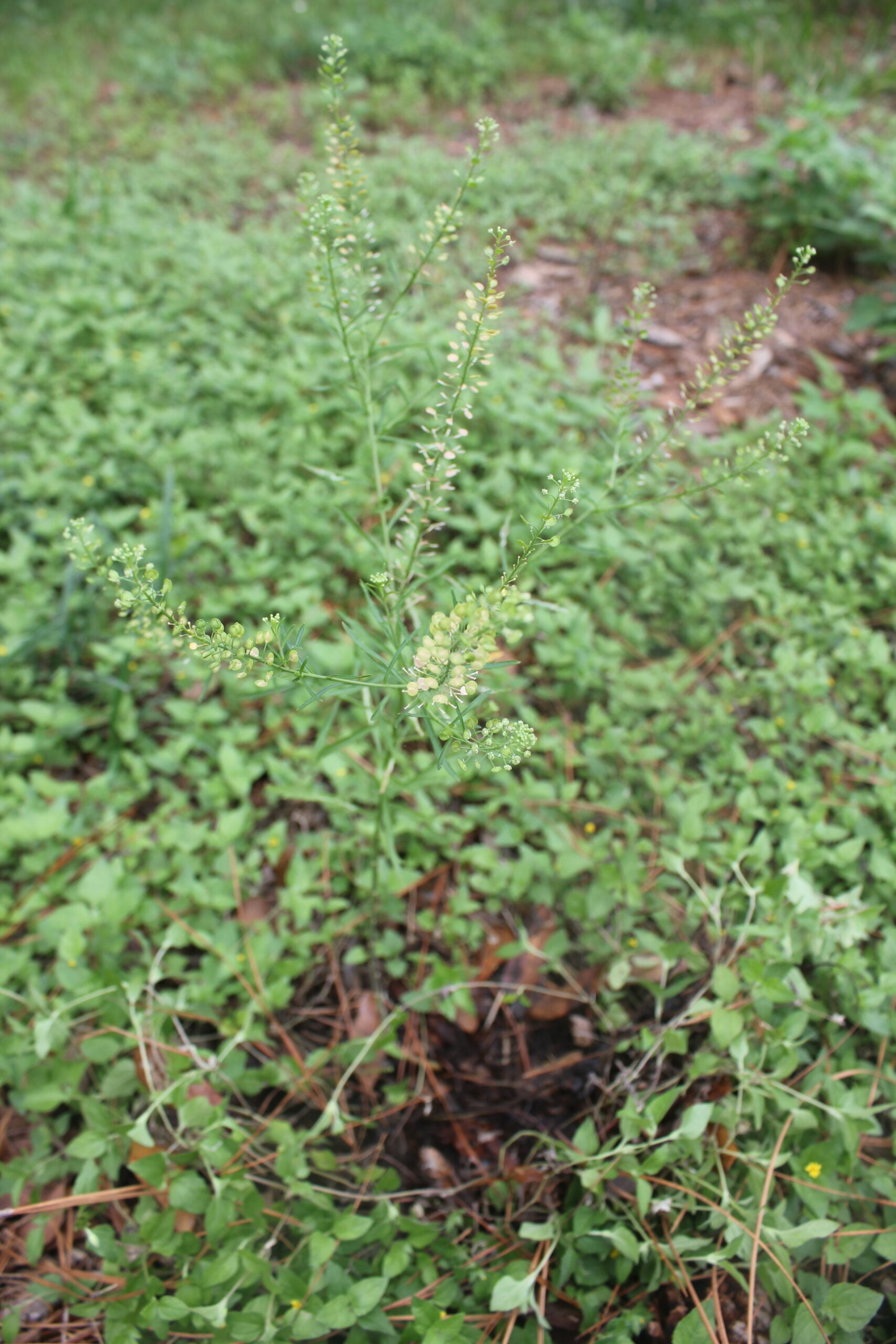Pepperweed Herb Plant Profiles - Weeds and Deeds