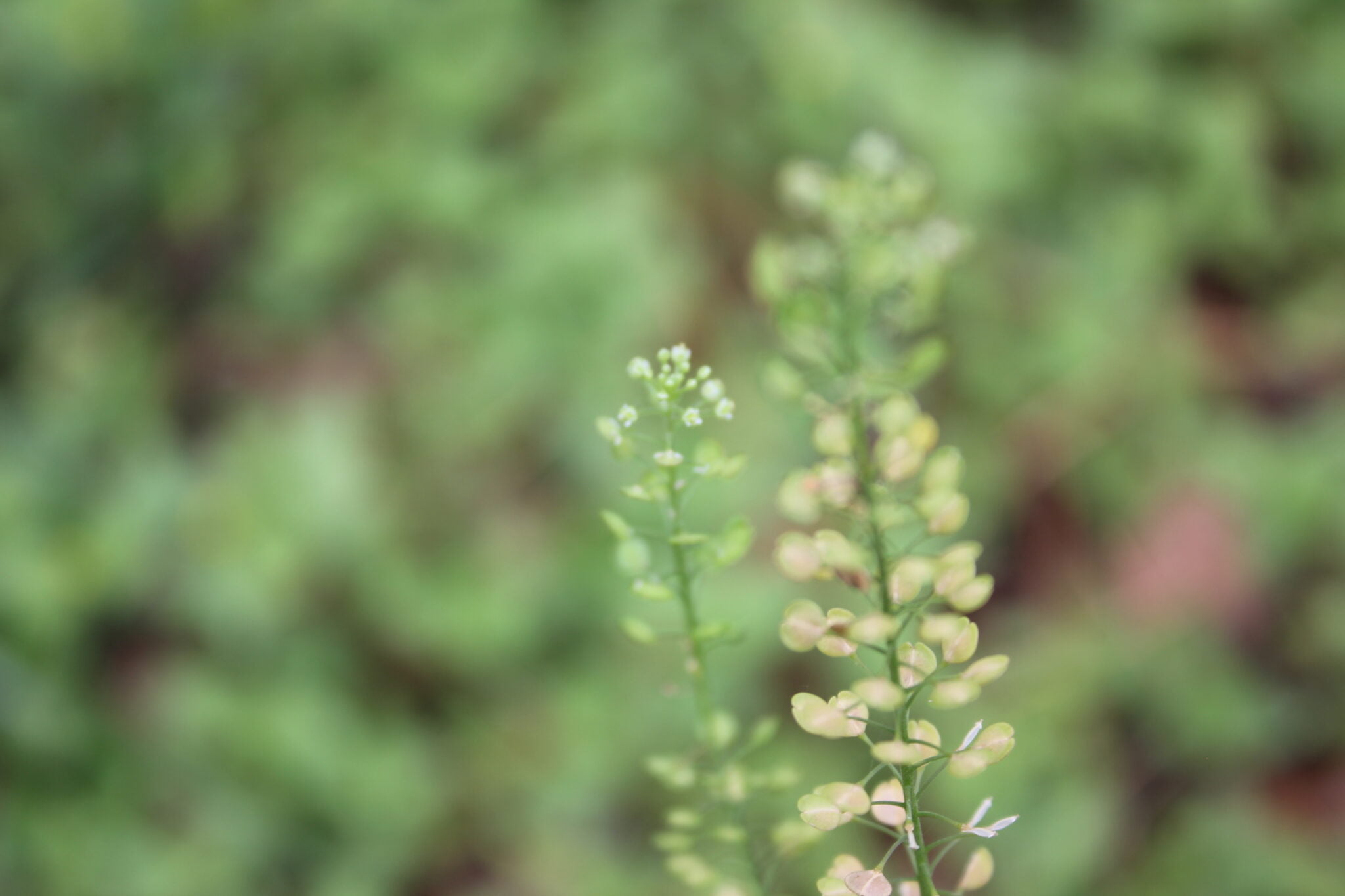 Pepperweed Herb Plant Profiles - Weeds and Deeds