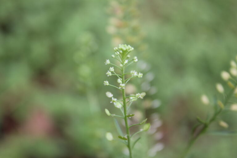 Pepperweed Herb Plant Profiles - Weeds and Deeds