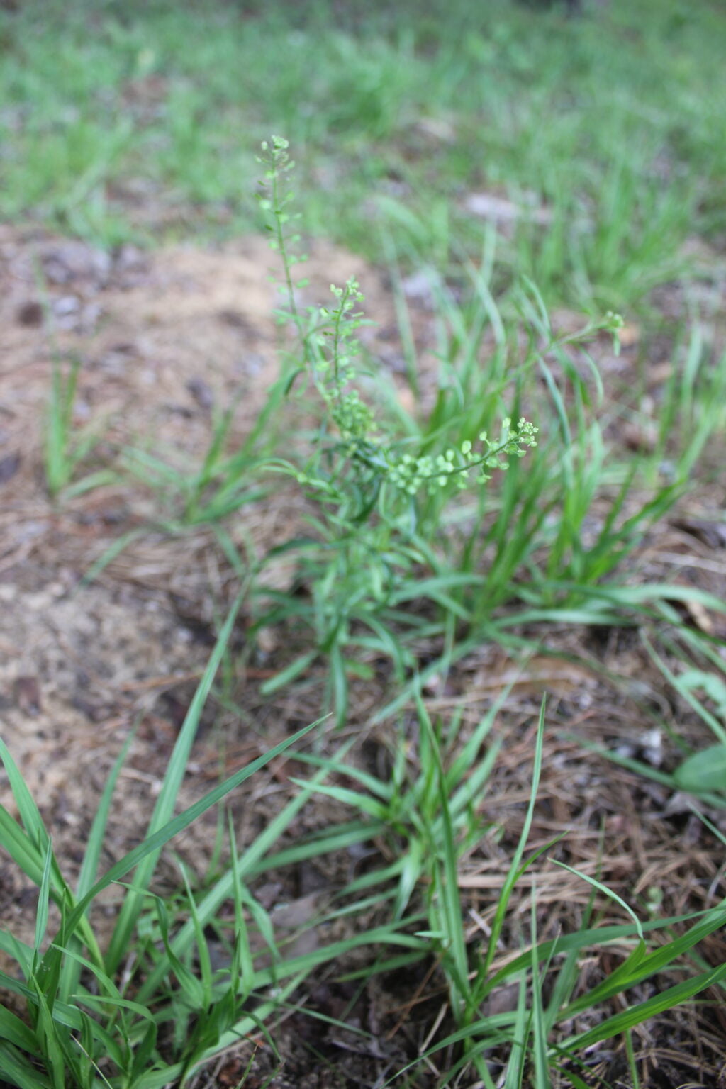 Pepperweed Herb Plant Profiles - Weeds and Deeds