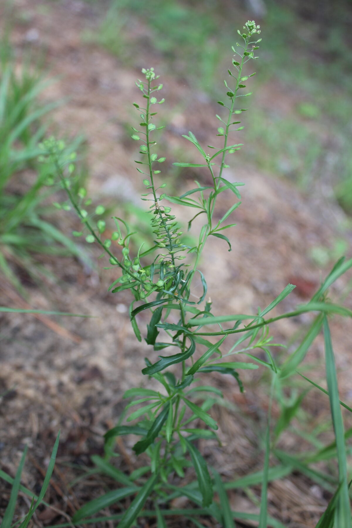 Pepperweed Herb Plant Profiles - Weeds and Deeds