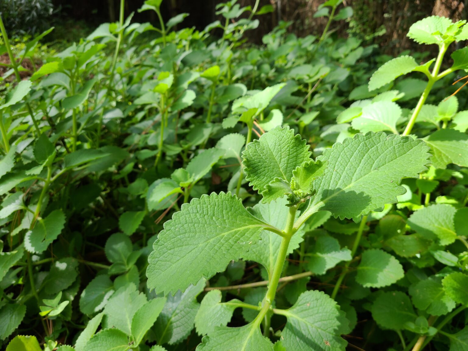 Mexican Mint Herb Plant Profiles - Weeds and Deeds