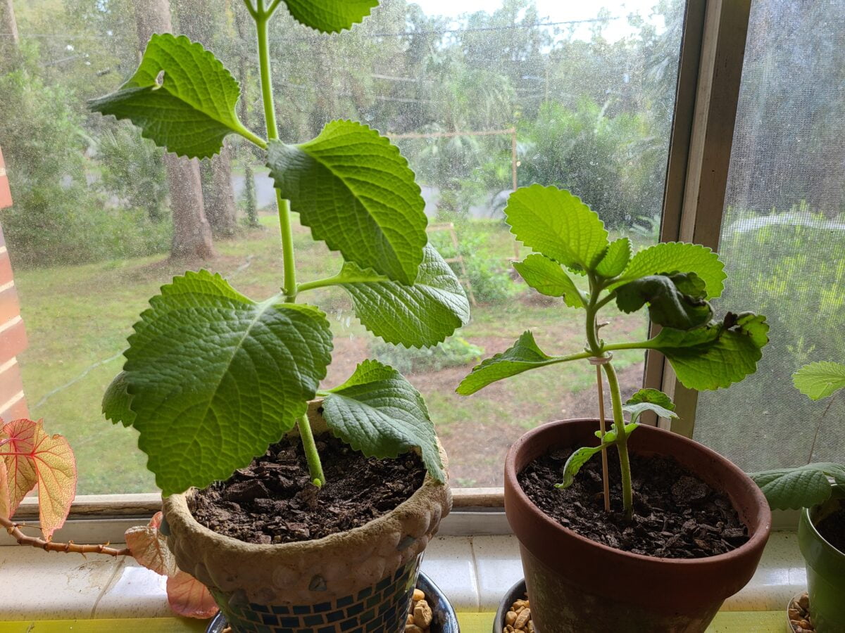 Mexican Mint Herb Plant Profiles - Weeds and Deeds