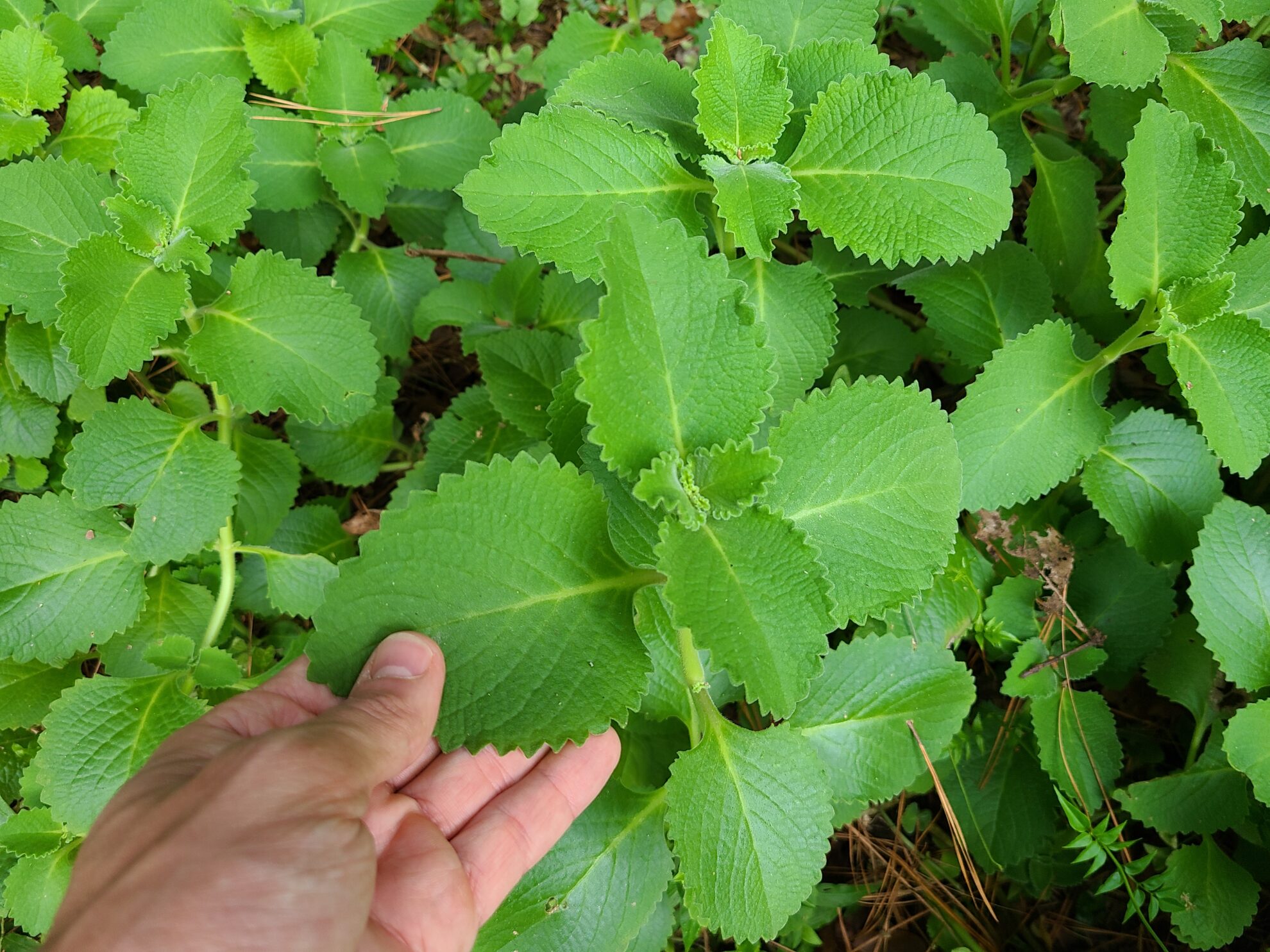 Mexican Mint Herb Plant Profiles - Weeds and Deeds