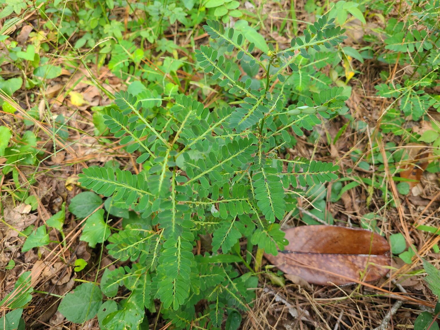 Chamberbitter Herb Plant Profiles - Weeds and Deeds