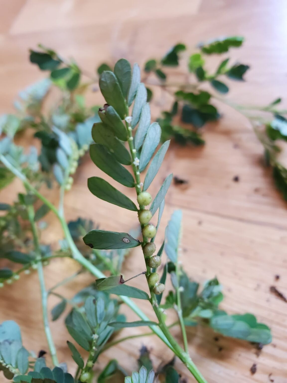 Chamberbitter Herb Plant Profiles - Weeds and Deeds