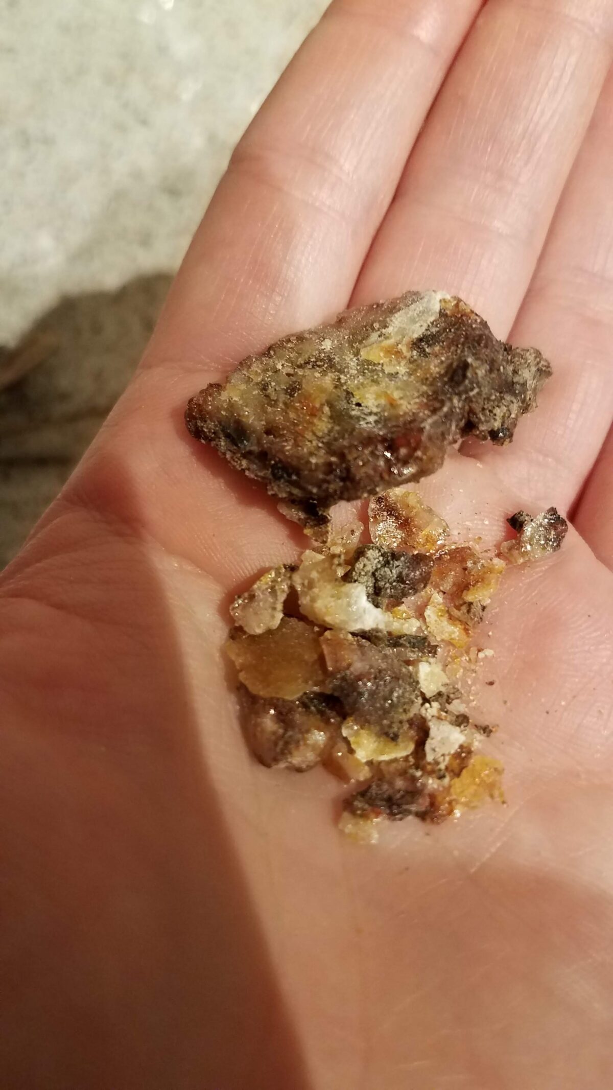 Pine Herb Plant Profiles - Weeds and Deeds