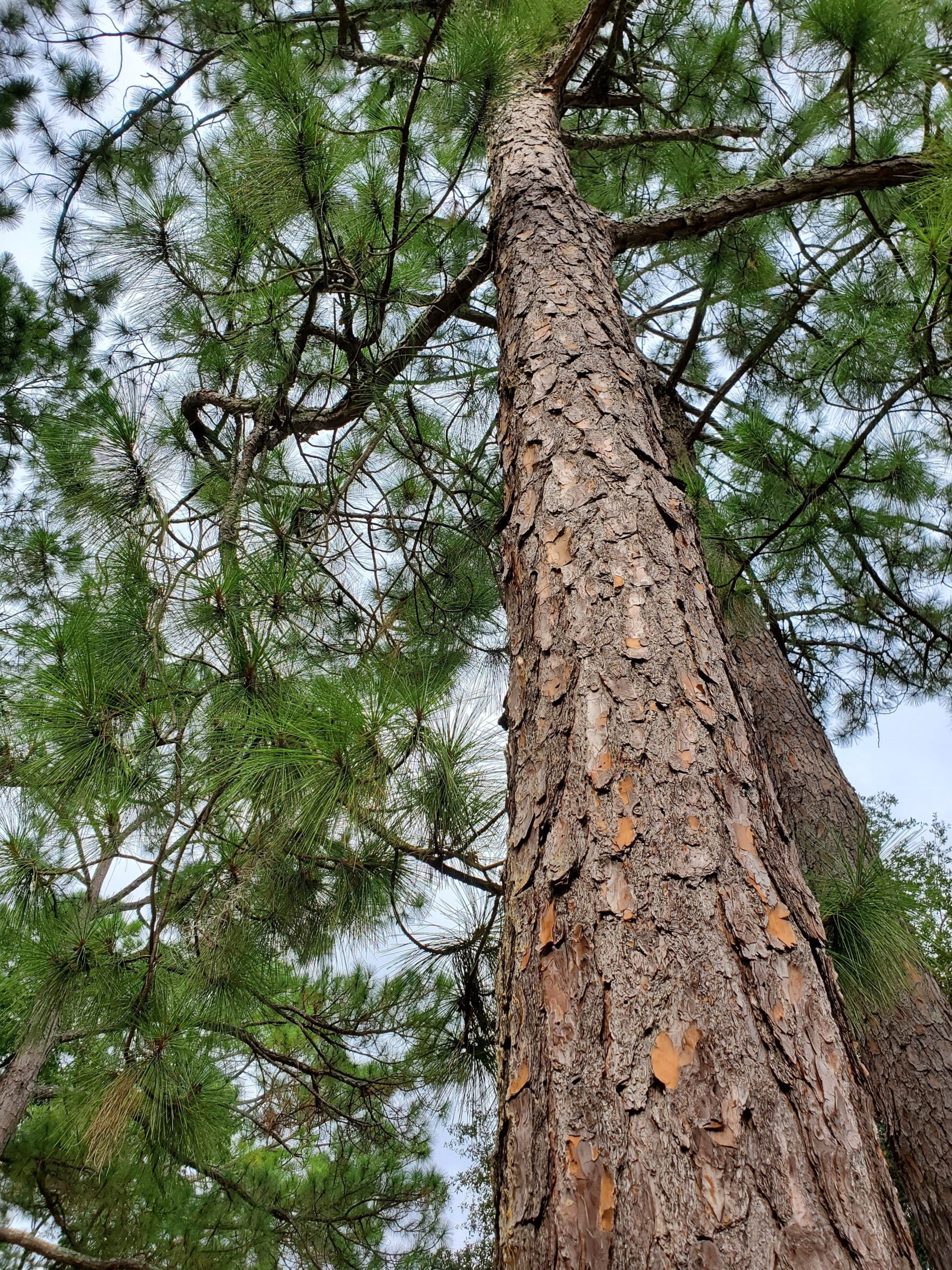 Pine Herb Plant Profiles - Weeds and Deeds