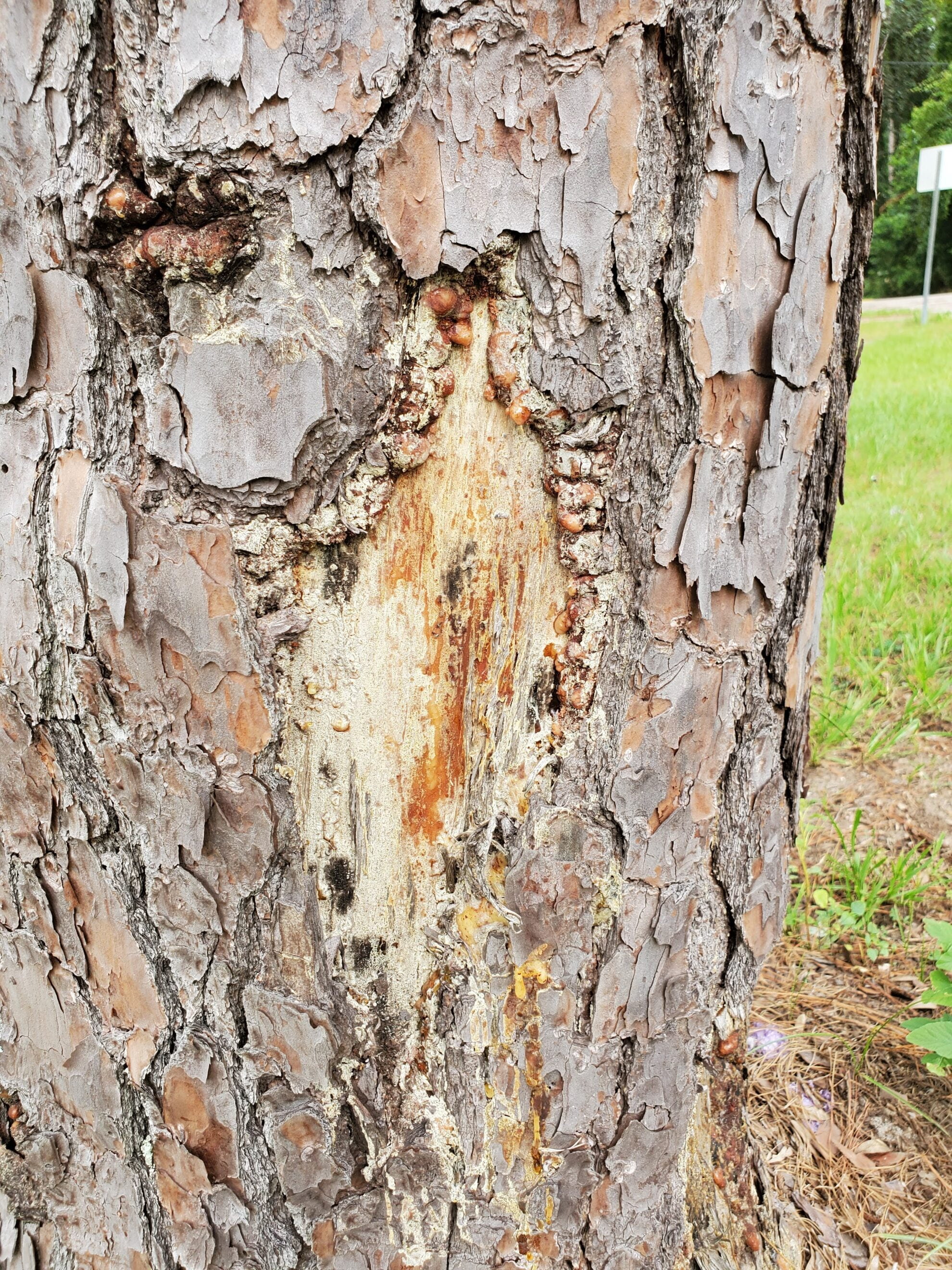 Pine Herb Plant Profiles - Weeds and Deeds