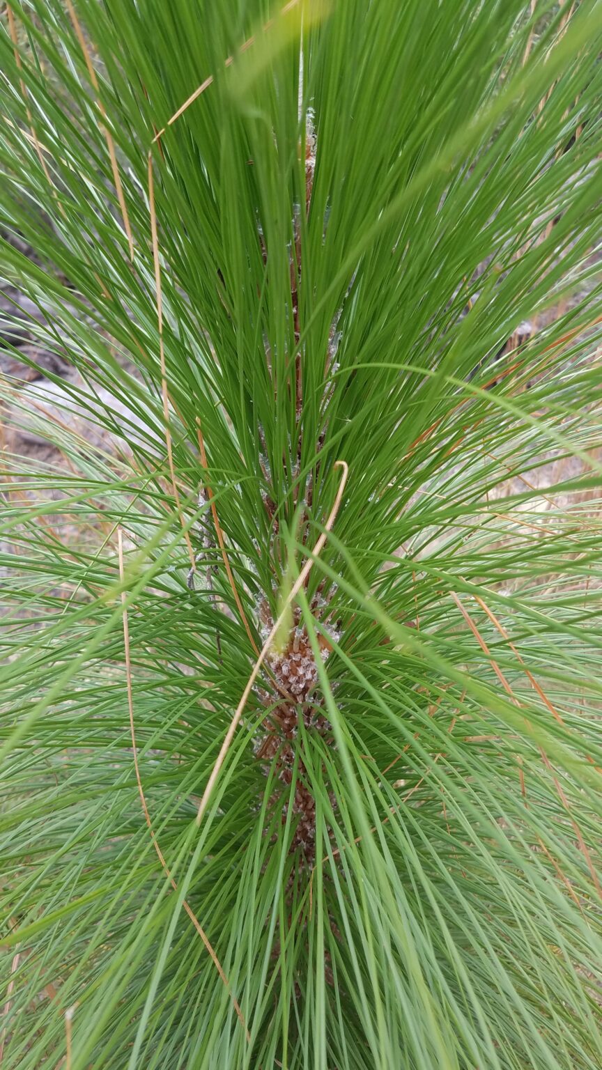 Pine Herb Plant Profiles - Weeds and Deeds