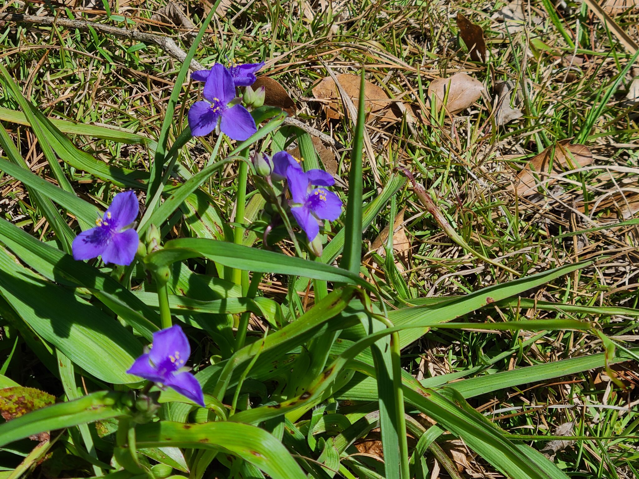 Spiderwort Herb Plant Profiles - Weeds and Deeds