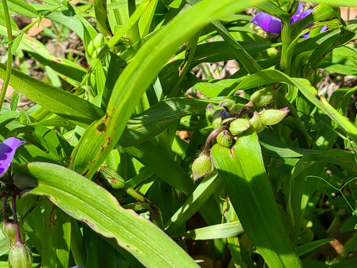 Spiderwort Herb Plant Profiles - Weeds and Deeds