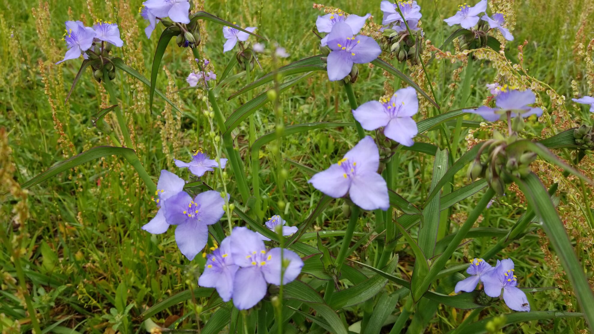 Spiderwort Herb Plant Profiles - Weeds and Deeds