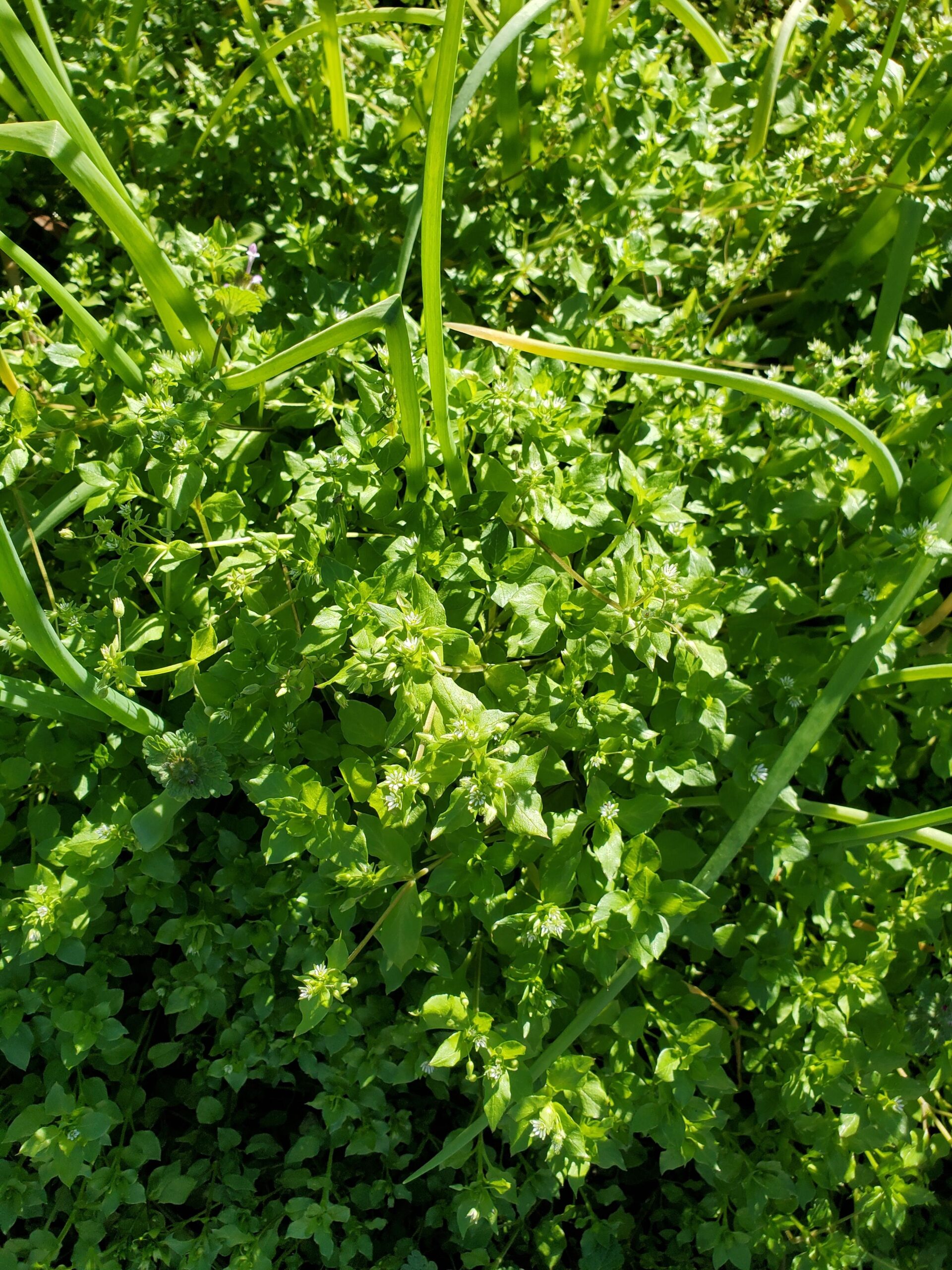Chickweed Herb Plant Profiles - Weeds and Deeds