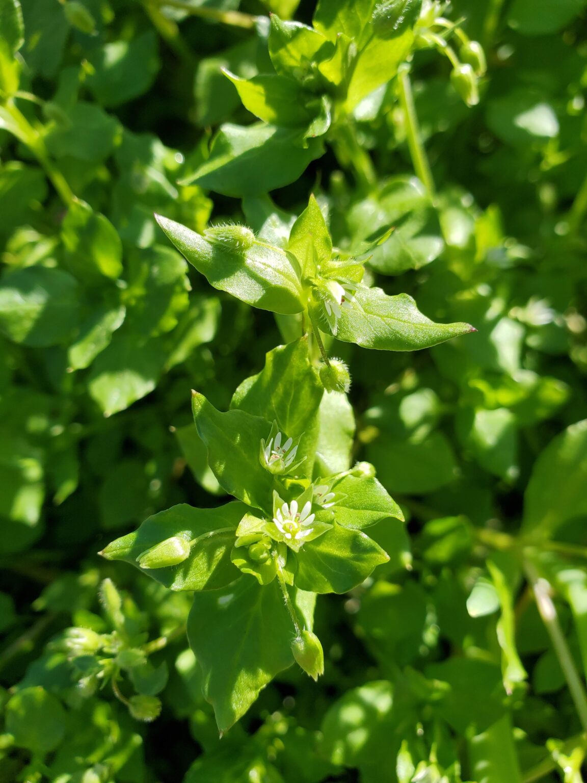 Chickweed Herb Plant Profiles - Weeds and Deeds