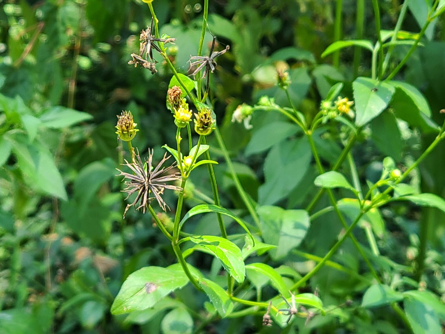 Shepherd's Needles Herb Plant Profiles - Weeds and Deeds