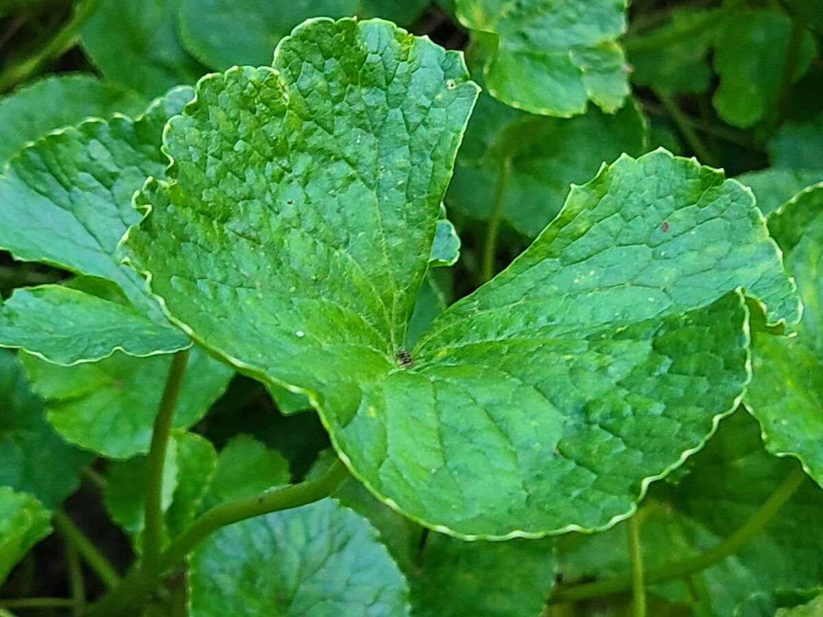 Gotu Kola Herb Plant Profiles - Weeds and Deeds