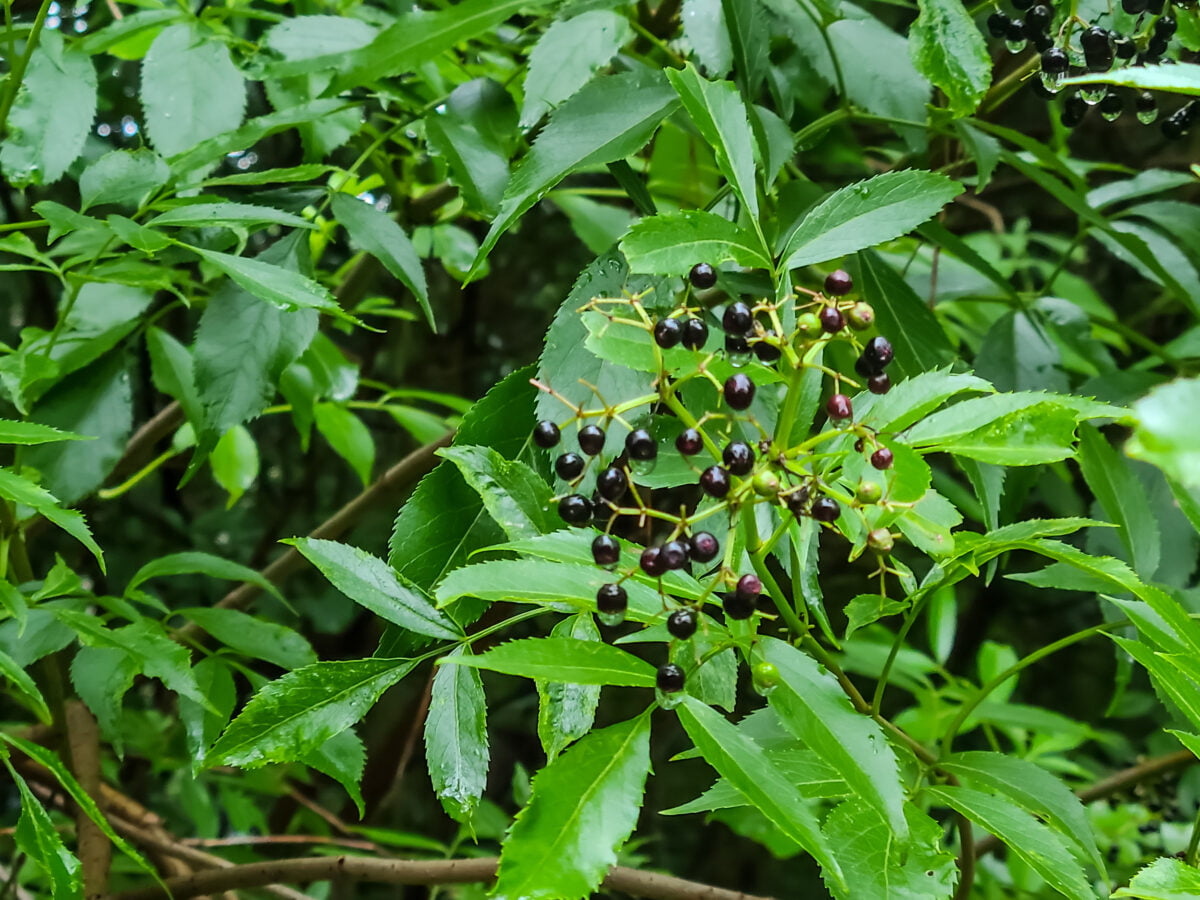 Elderberry‌ Herb Plant Profiles - Weeds and Deeds