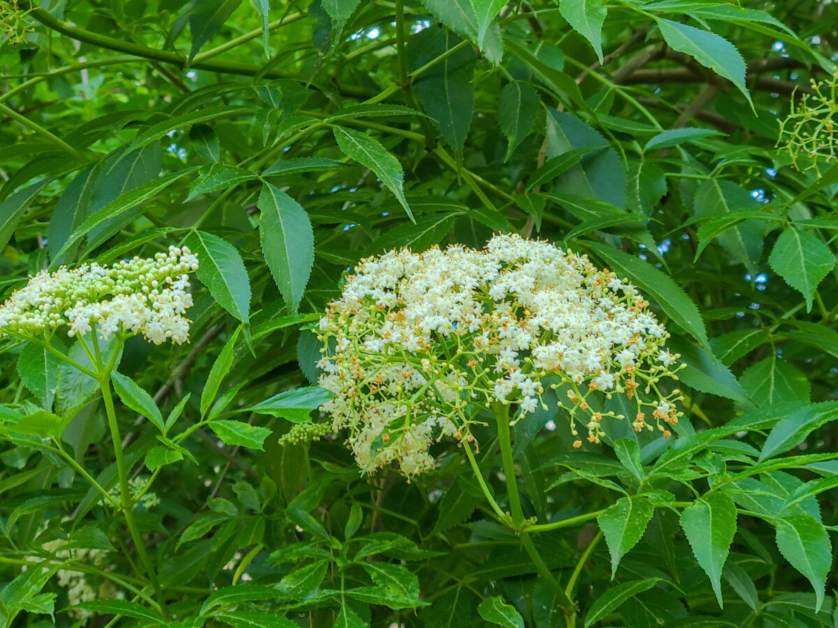 Elderberry‌ Herb Plant Profiles - Weeds and Deeds