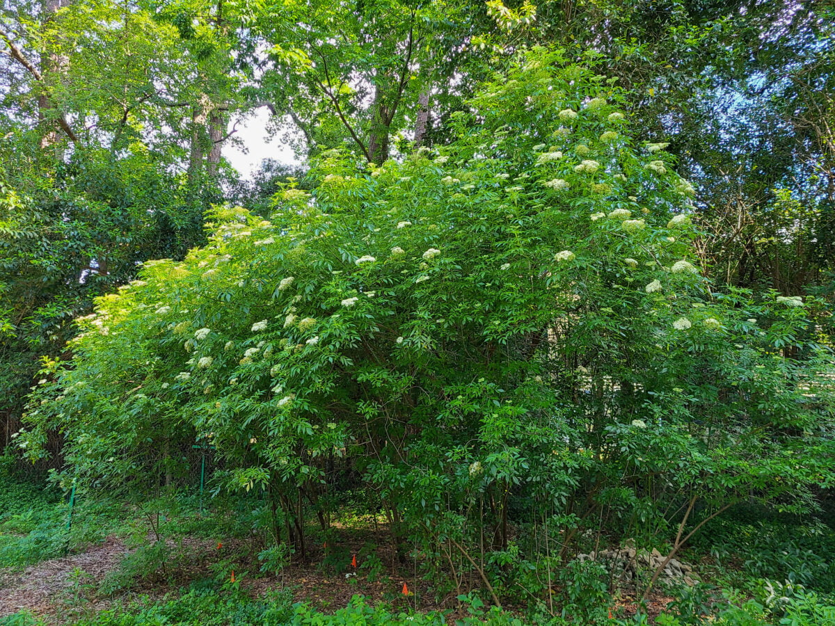 Elderberry‌ Herb Plant Profiles - Weeds and Deeds