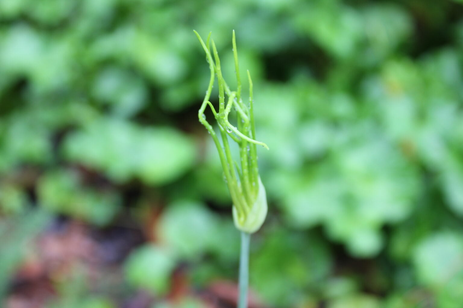 Meadow Garlic Herb Plant Profiles - Weeds and Deeds