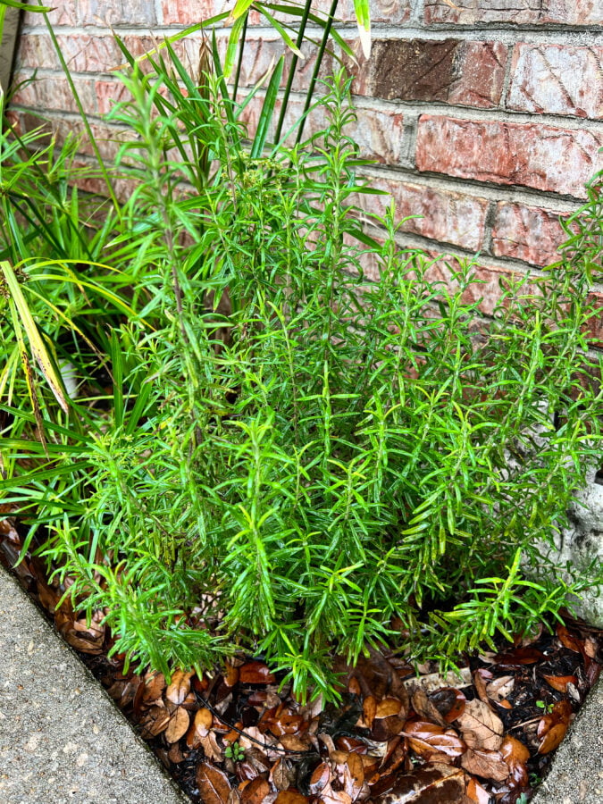 Rosemary Herb Plant Profiles - Weeds and Deeds
