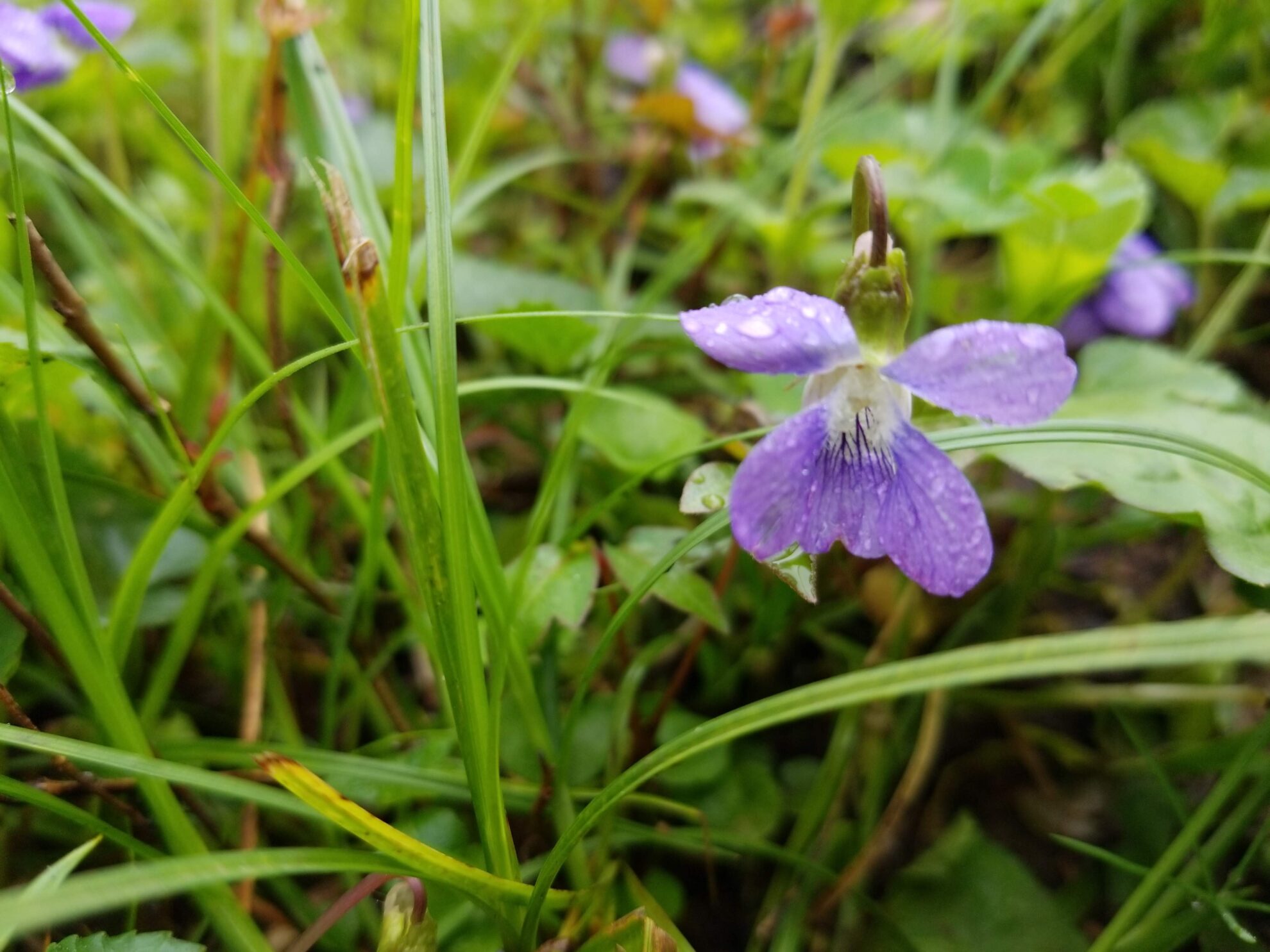 Violet Herb Plant Profiles - Weeds and Deeds