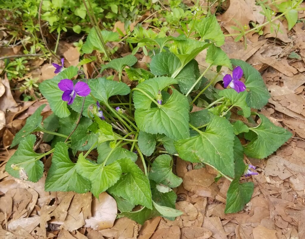 Violet Herb Plant Profiles - Weeds and Deeds