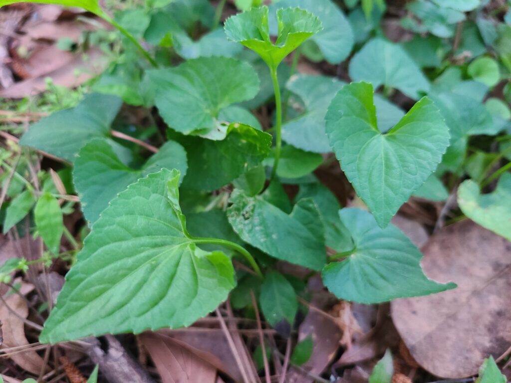 Violet Herb Plant Profiles - Weeds and Deeds