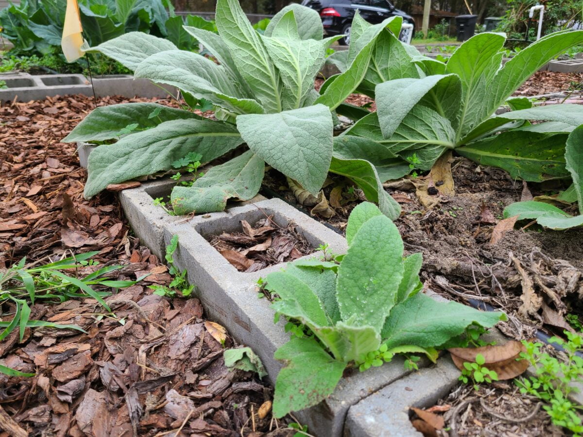 Herbal Allies for Kidney Disease Herbal Guides - Weeds and Deeds