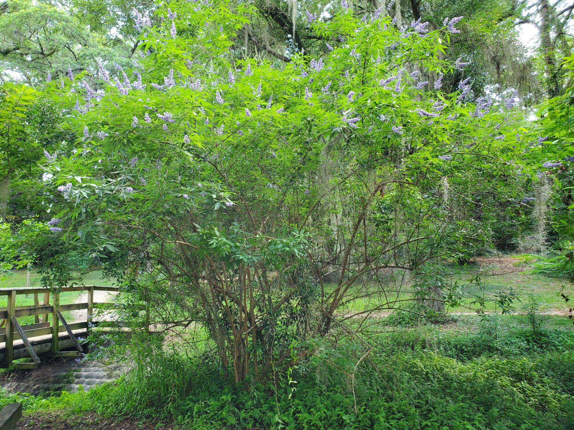 Chasteberry Tree Herb Plant Profiles - Weeds and Deeds