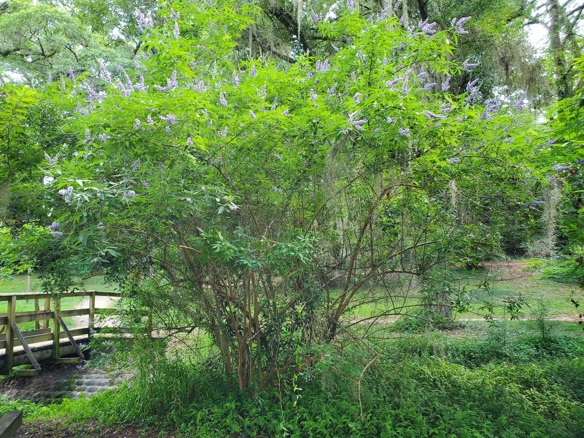 Chasteberry Tree Herb Plant Profiles - Weeds and Deeds