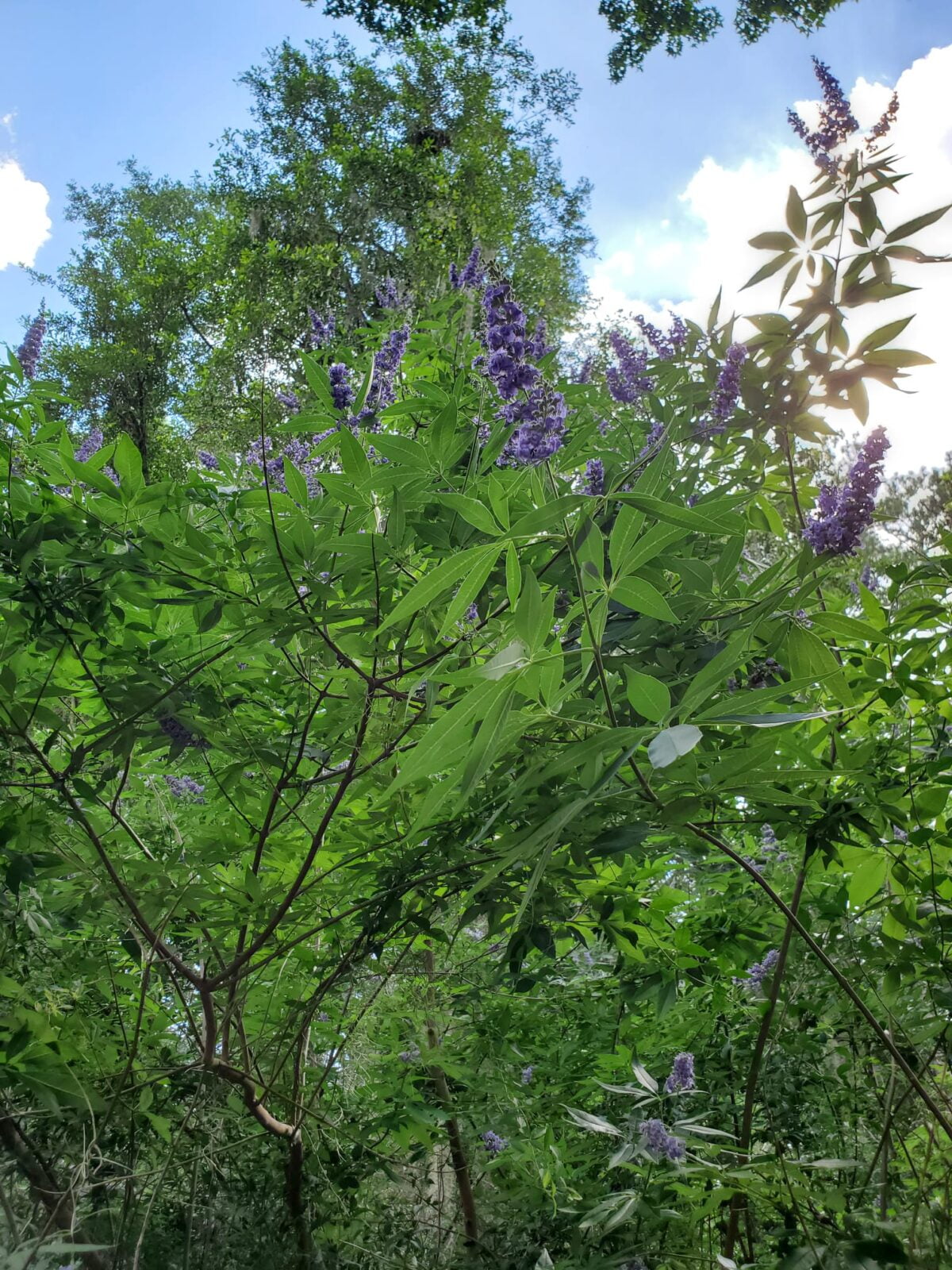 Chasteberry Tree Herb Plant Profiles - Weeds and Deeds