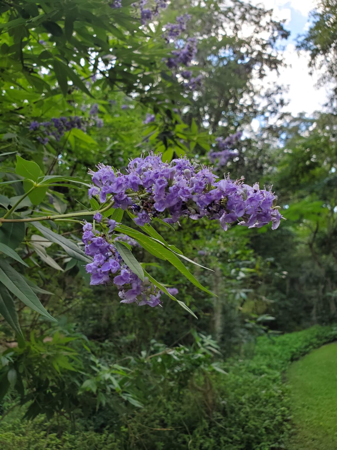 Chasteberry Tree Herb Plant Profiles - Weeds and Deeds