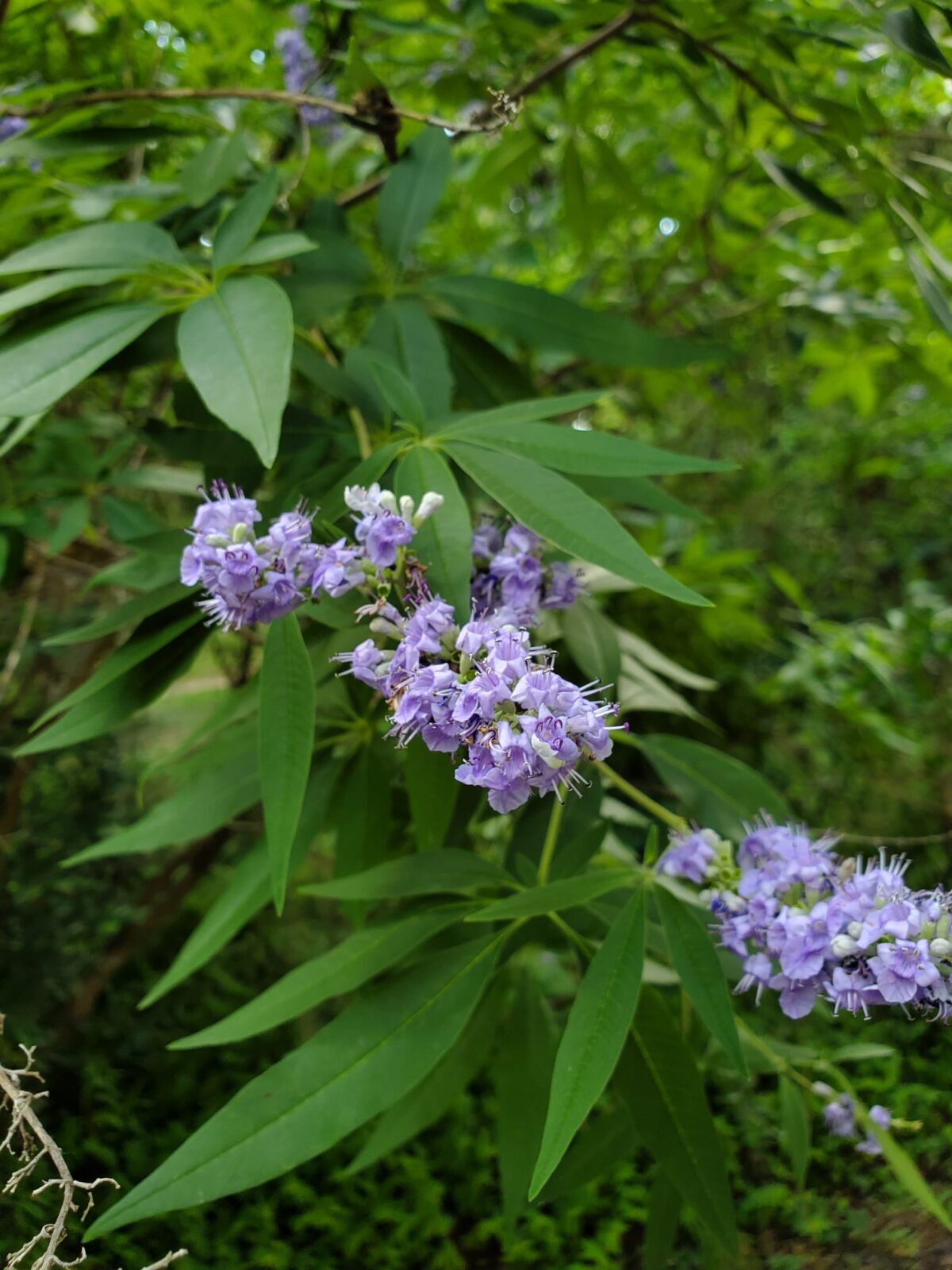 Chasteberry Tree Herb Plant Profiles - Weeds and Deeds